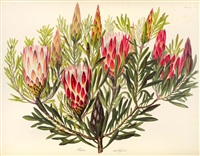 Arabella Elizabeth Roupell | Artnet